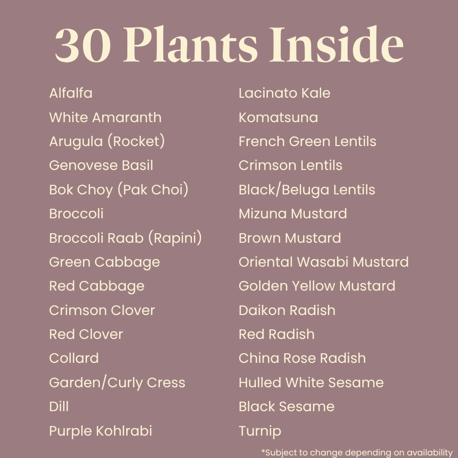 Happy Gut Microbiome Blend – Mumm's Sprouting Seeds