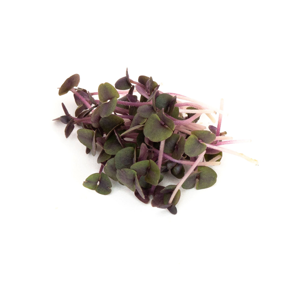 Basil, Purple – Mumm's Sprouting Seeds