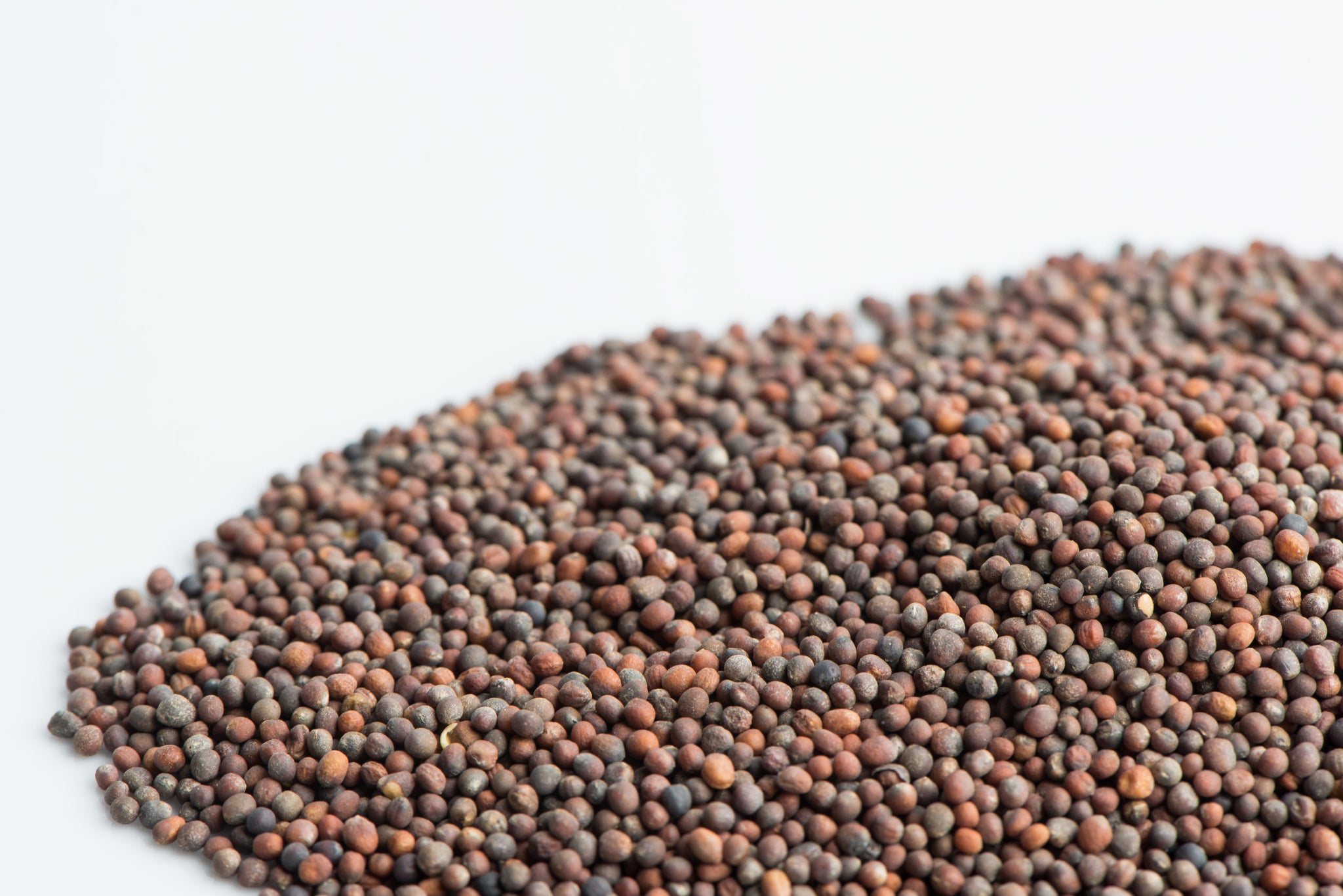 Broccoli – Mumm's Sprouting Seeds