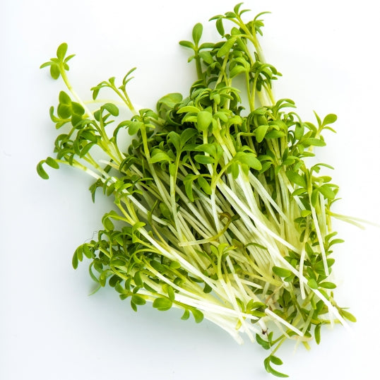 Curly Cress (Garden Cress) – Mumm's Sprouting Seeds