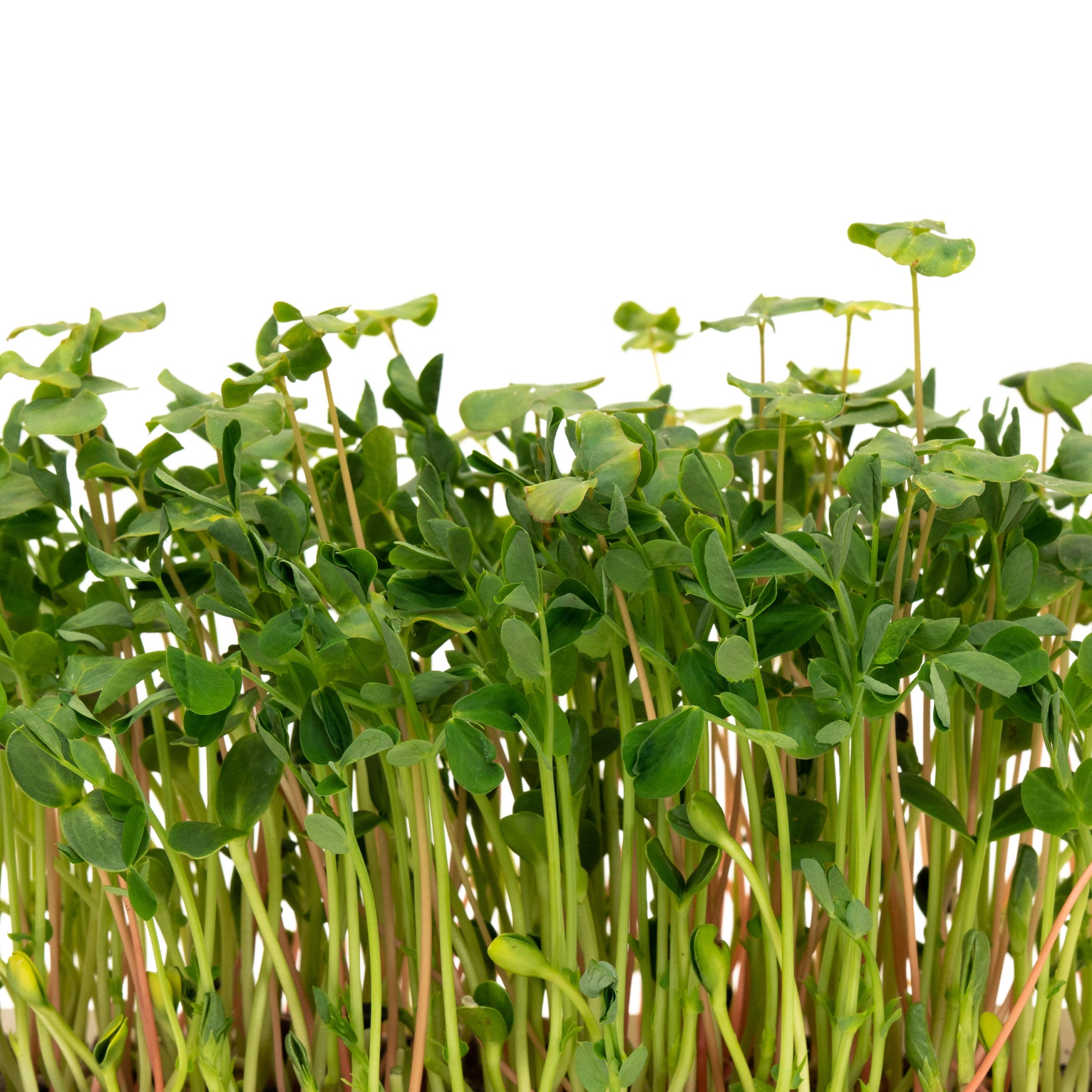 Microgreen Salad Mix – Mumm's Sprouting Seeds