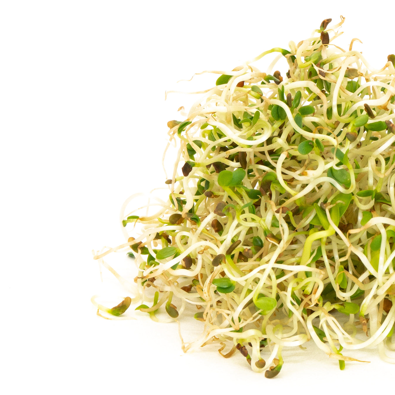 Spring Salad Mix – Mumm's Sprouting Seeds
