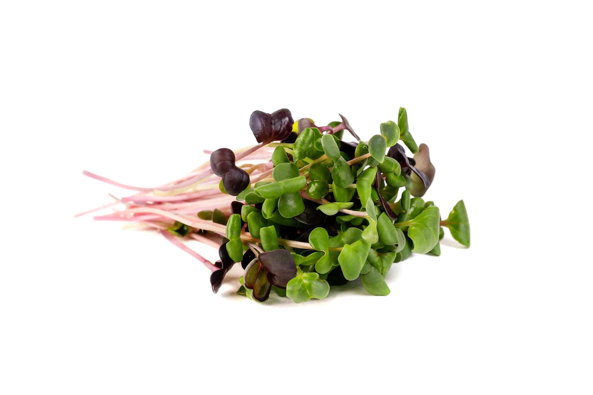 Rainbow Radish – Mumm's Sprouting Seeds